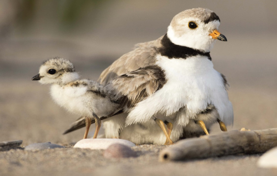 @cutestbabyanimalbracket on Tumblr